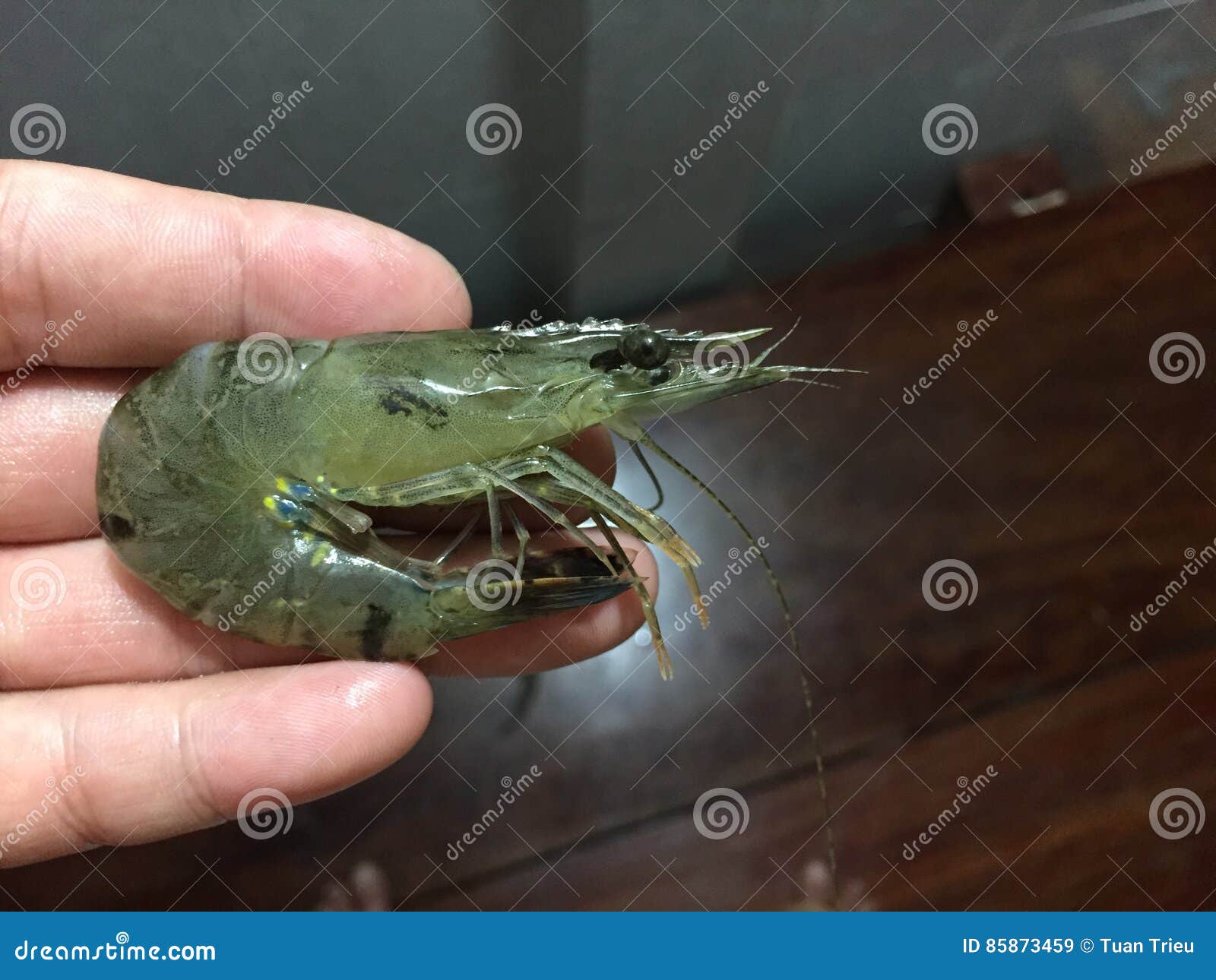 Vietnamese Black Tiger Shrimp, Penaeus Monodon Stock Image - Image of ...