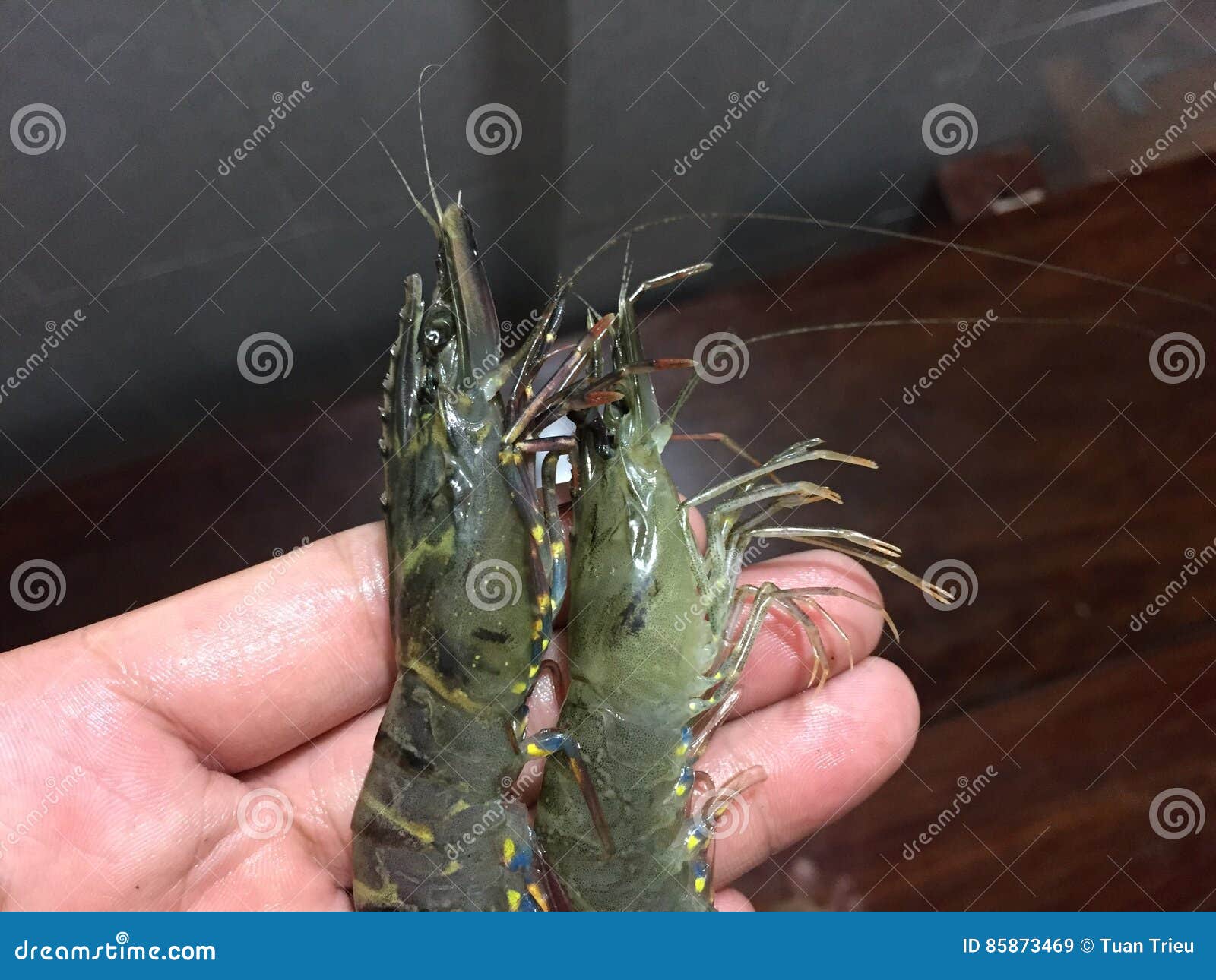 Vietnamese Black Tiger Shrimp, Penaeus Monodon Stock Image - Image of ...