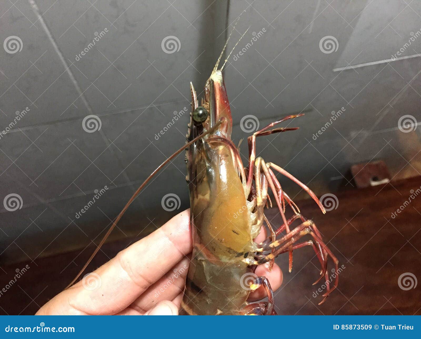 Vietnamese Black Tiger Shrimp, Penaeus Monodon Stock Image - Image of ...
