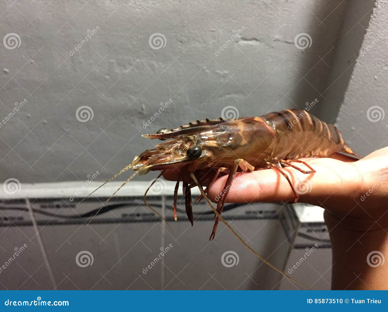 Vietnamese Black Tiger Shrimp, Penaeus Monodon Stock Photo - Image of ...