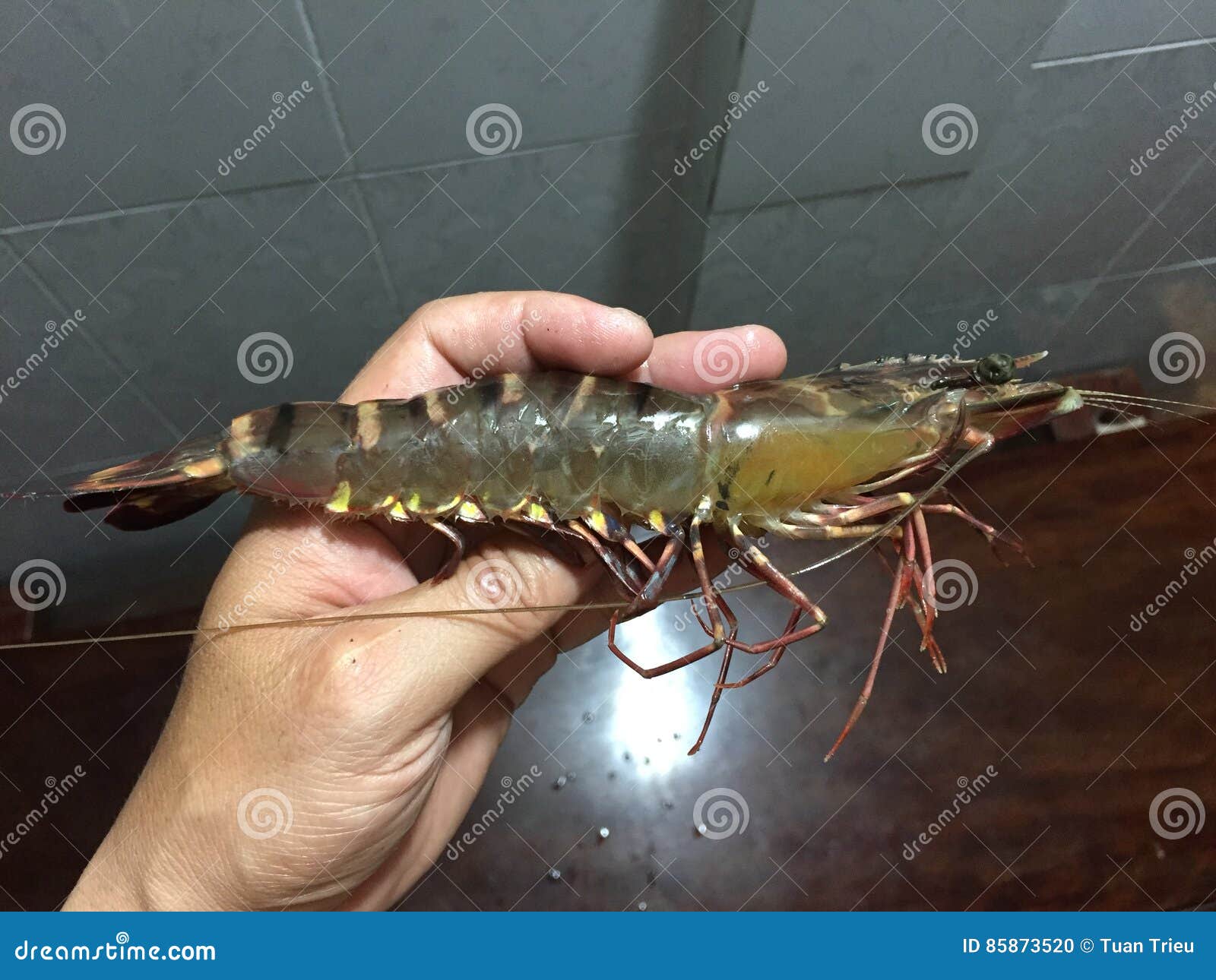 Vietnamese Black Tiger Shrimp, Penaeus Monodon Stock Photo - Image of ...