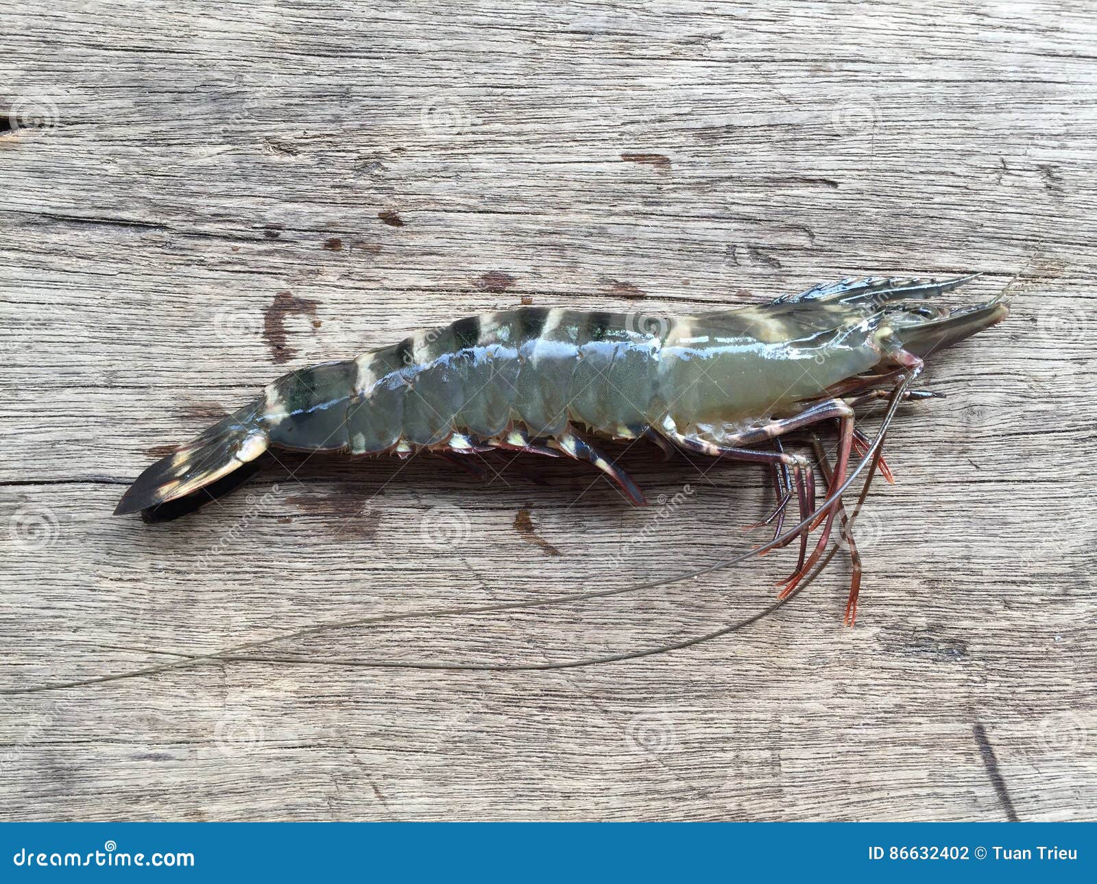 Penaeus Monodon Giant Tiger Prawn Or Asian Tiger Shrimp Stock ...