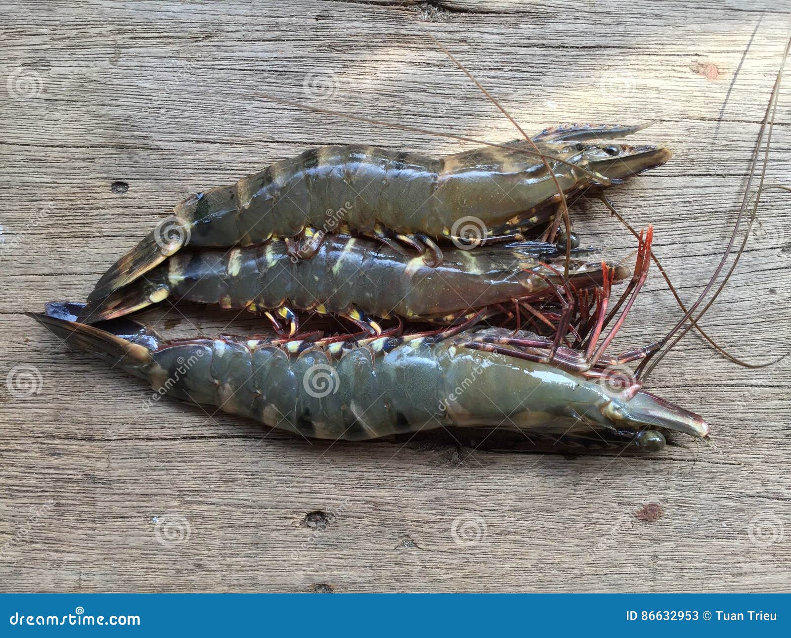 The Vietnamese Black Tiger Shrimp, Penaeus Monodon Stock Image - Image ...