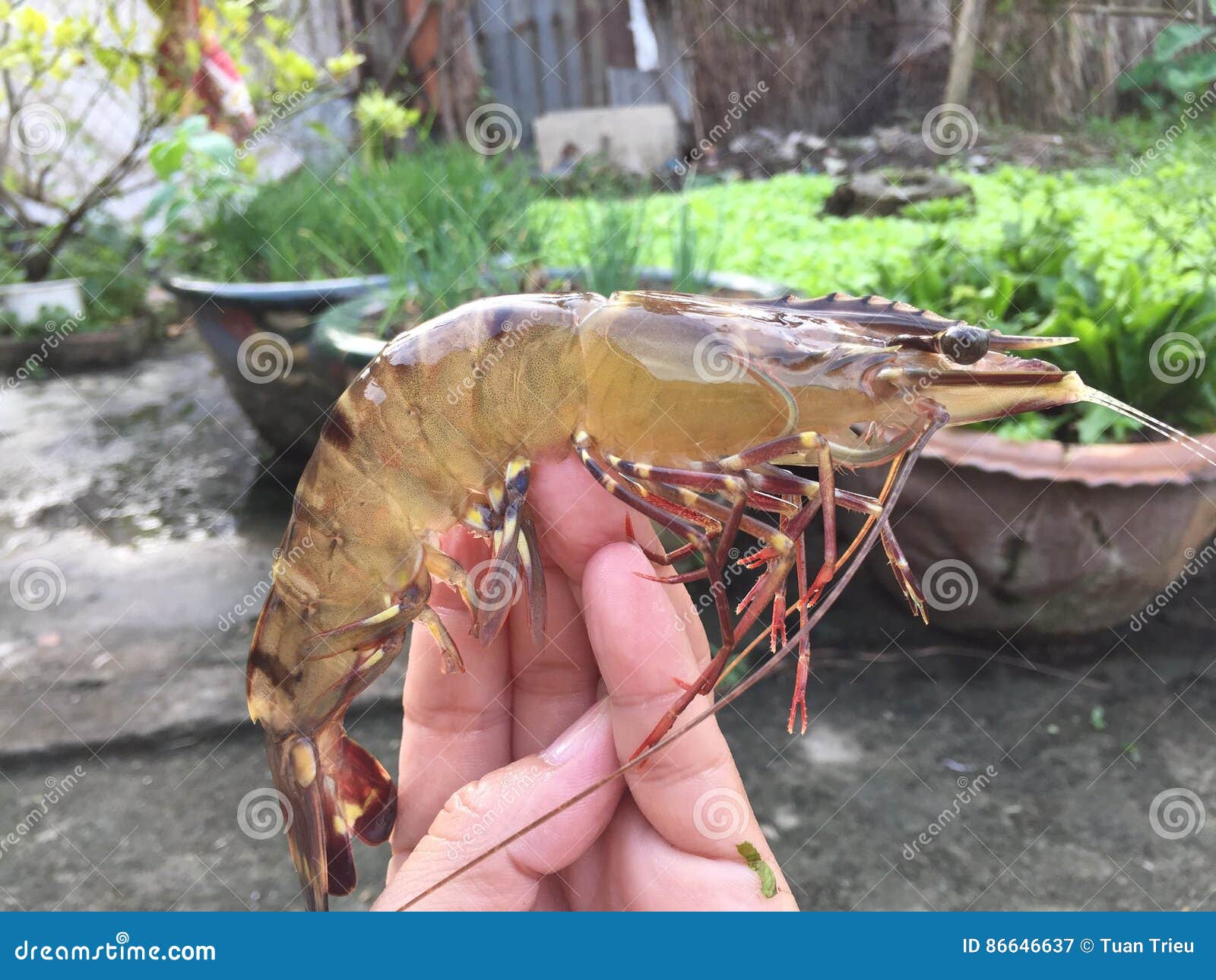 The Vietnamese Black Tiger Shrimp, Penaeus Monodon Stock Image - Image ...