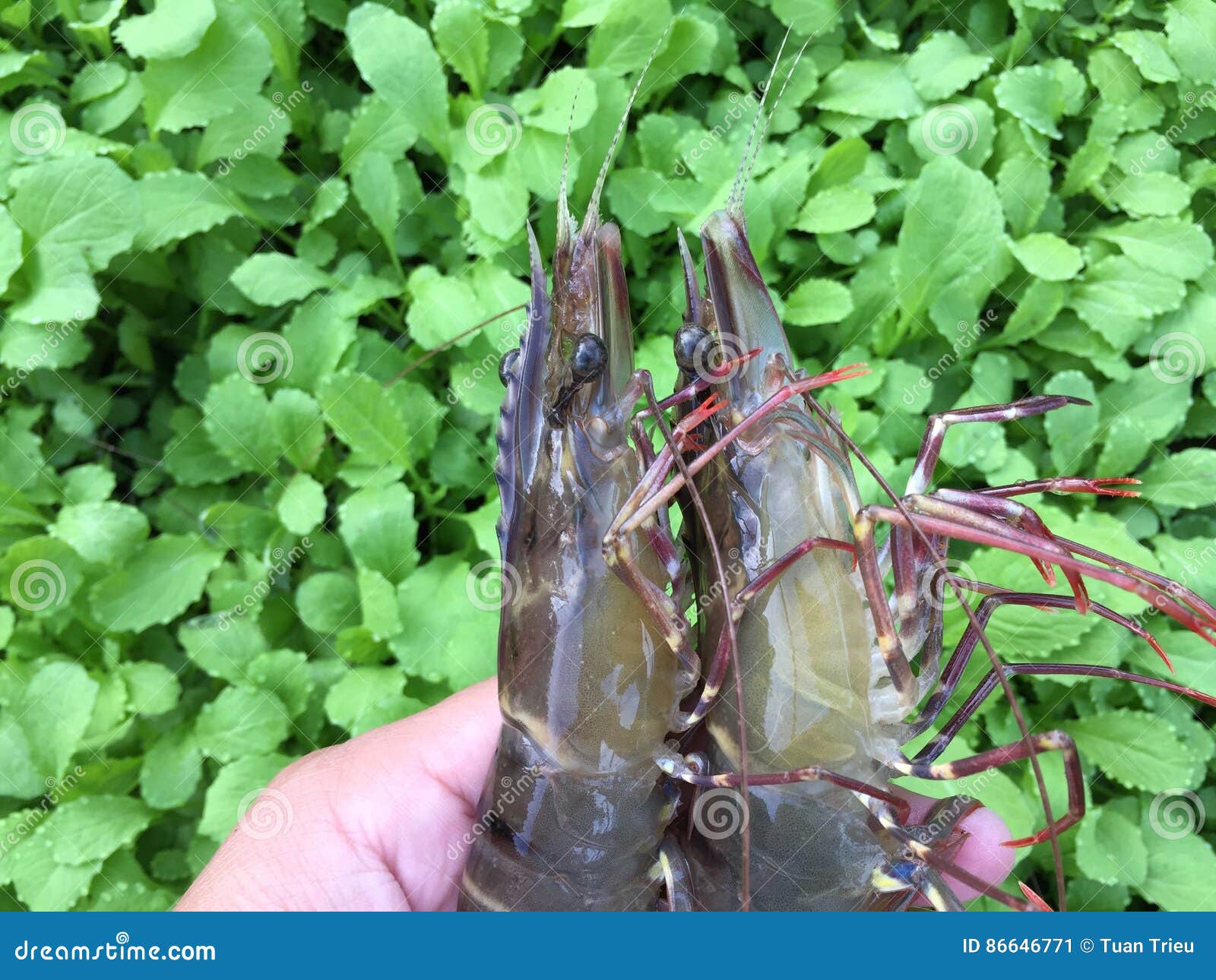 The Vietnamese Black Tiger Shrimp, Penaeus Monodon Stock Image - Image ...