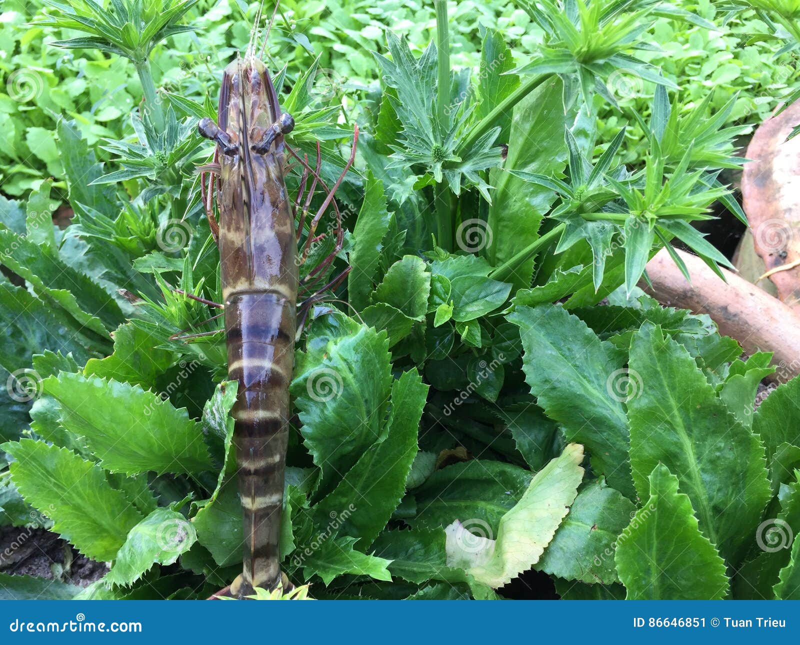 The Vietnamese Black Tiger Shrimp, Penaeus Monodon Stock Image - Image ...