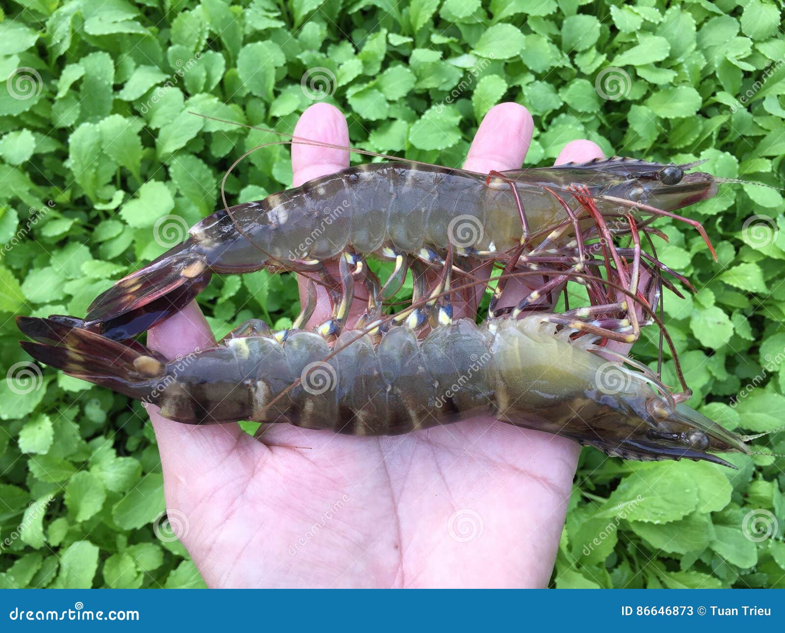 Penaeus Monodon, Giant Tiger Prawn Or Asian Tiger Shrimp. Black Tiger ...
