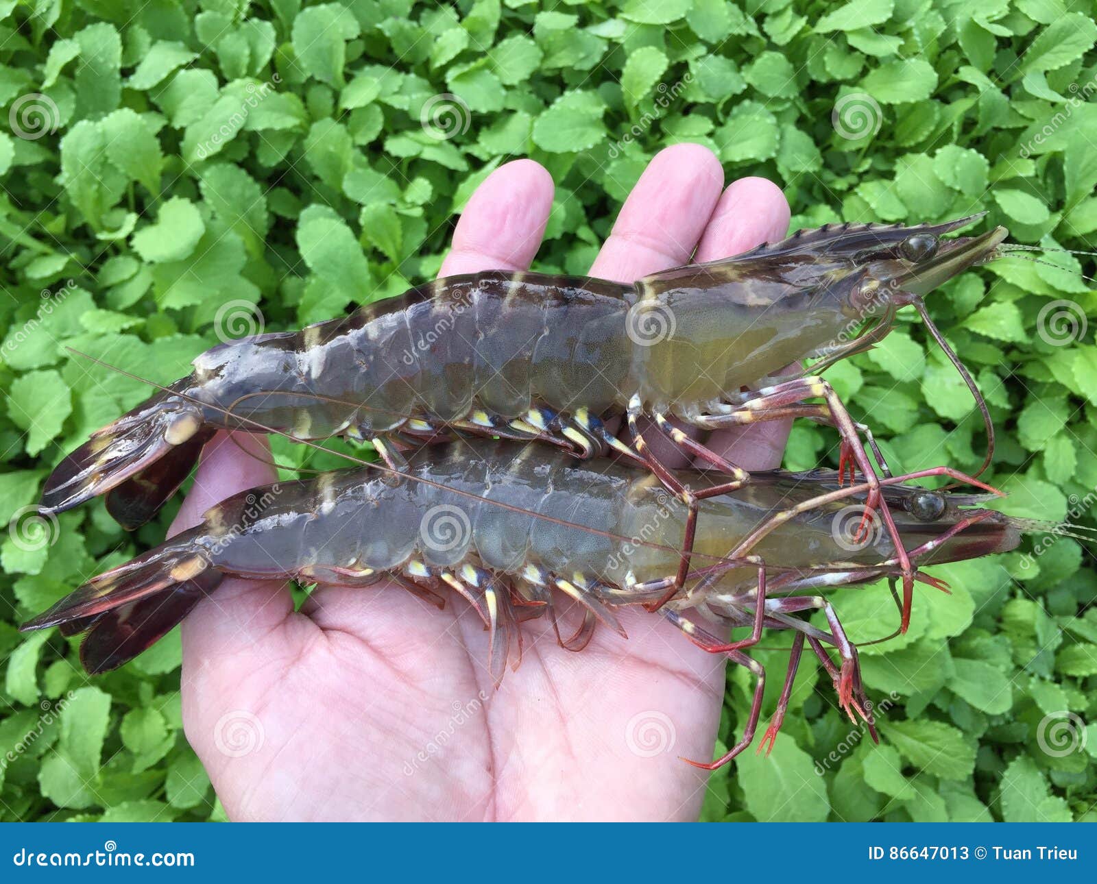 The Vietnamese Black Tiger Shrimp, Penaeus Monodon Stock Image - Image ...