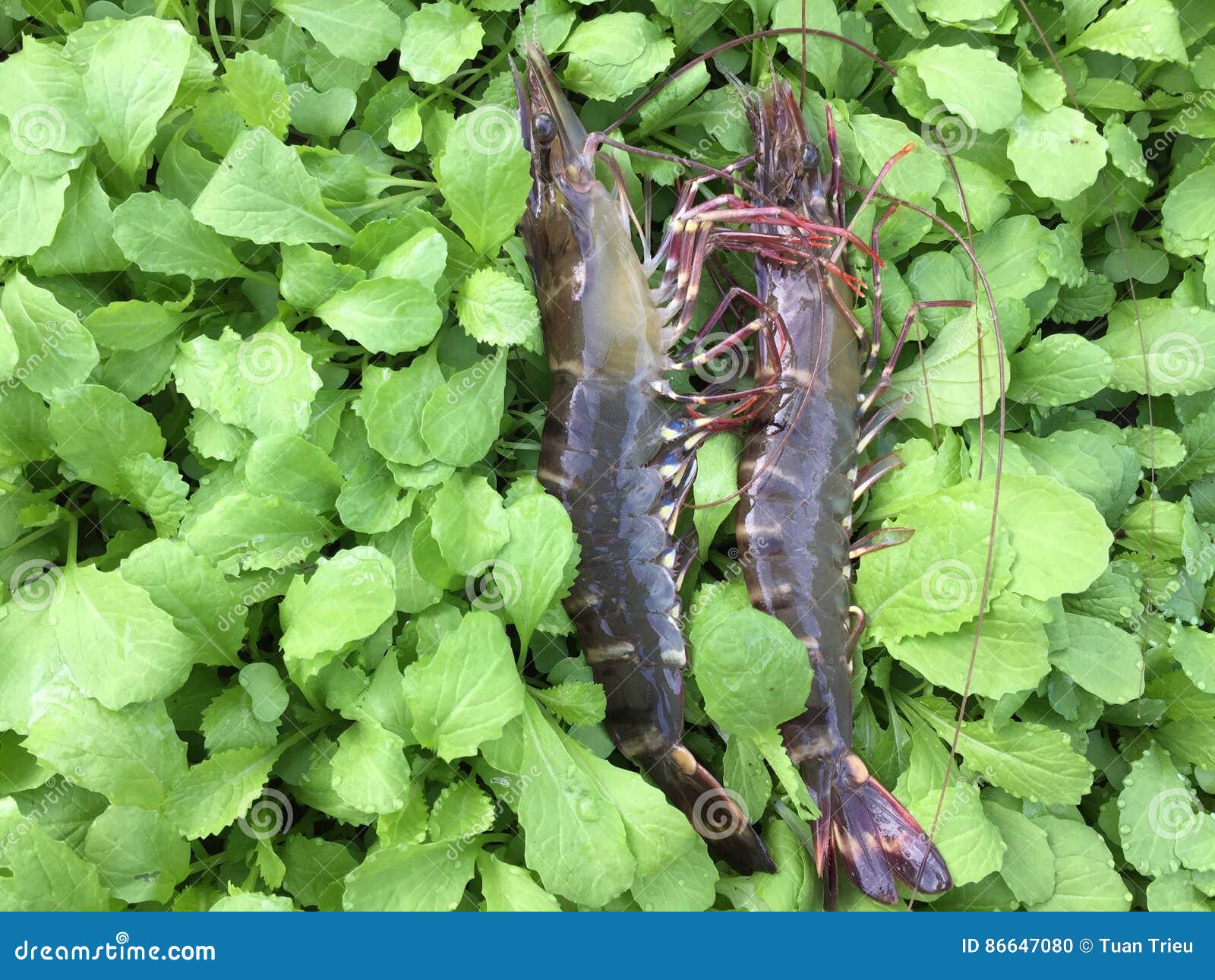 The Vietnamese Black Tiger Shrimp, Penaeus Monodon Stock Photo - Image ...