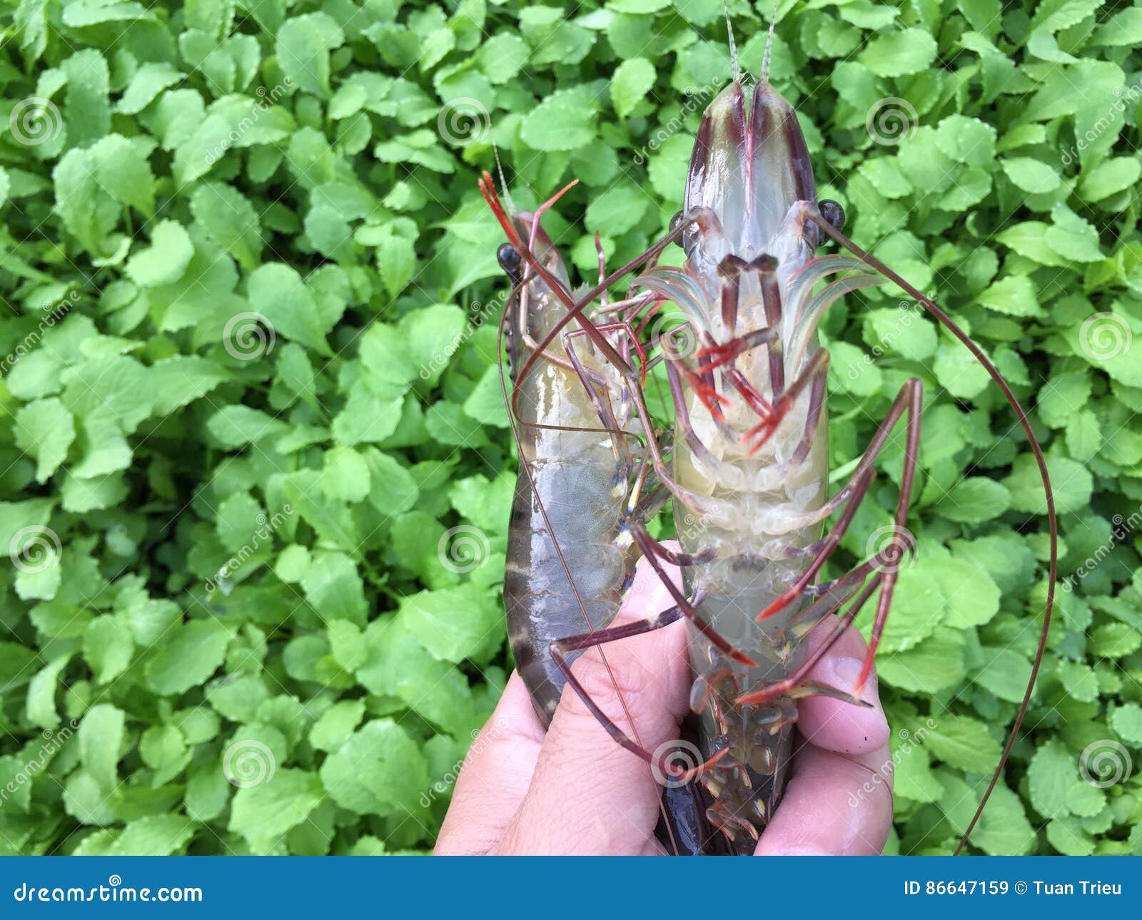 The Vietnamese Black Tiger Shrimp, Penaeus Monodon Stock Image - Image ...