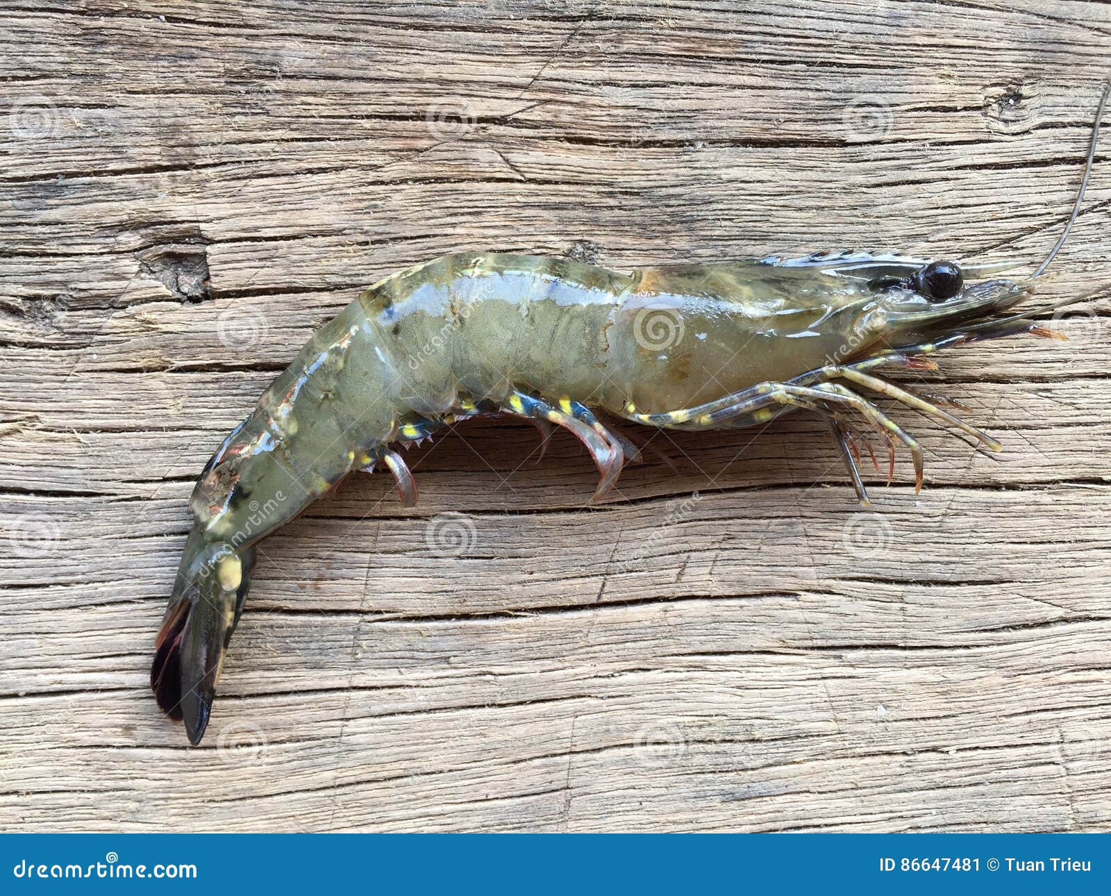 The Vietnamese Black Tiger Shrimp, Penaeus Monodon Stock Image - Image ...