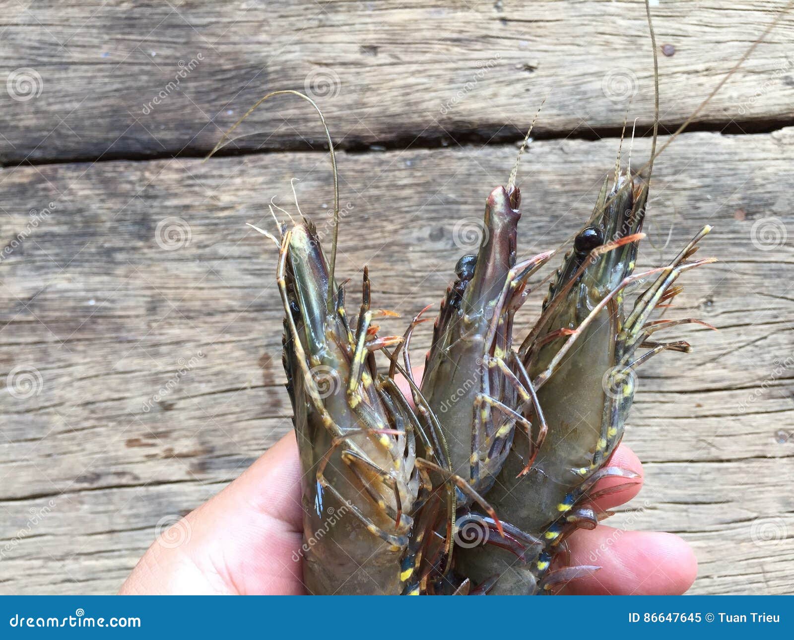 The Vietnamese Black Tiger Shrimp, Penaeus Monodon Stock Image - Image ...