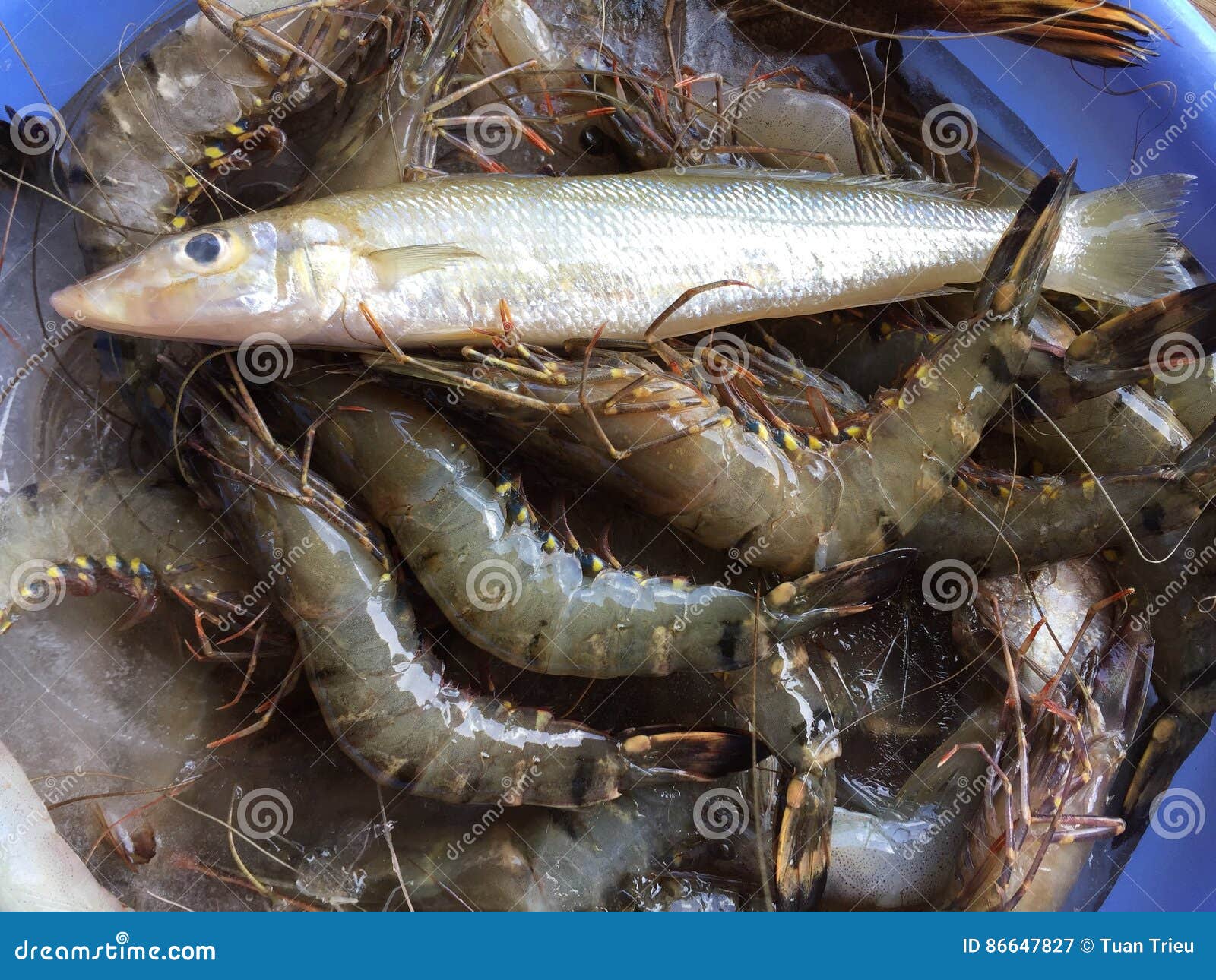 The Vietnamese Black Tiger Shrimp, Penaeus Monodon Stock Image - Image ...