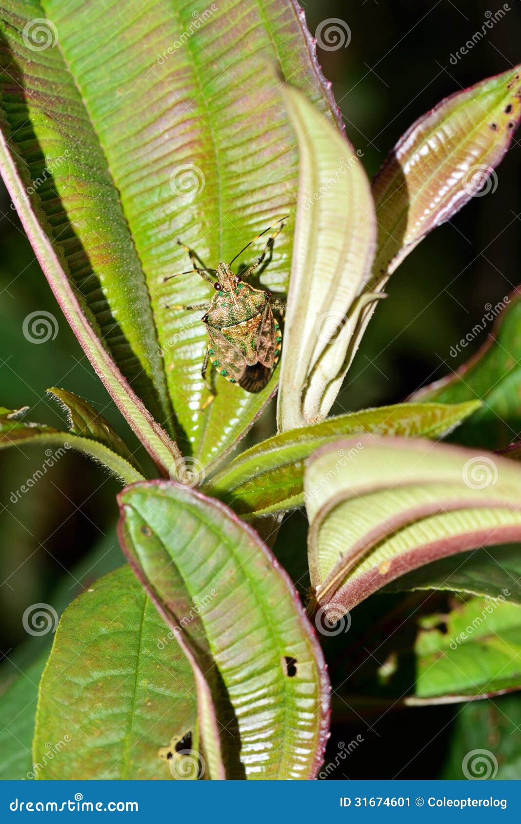 Vietnamese bug on plant stock image. Image of nature - 31674601