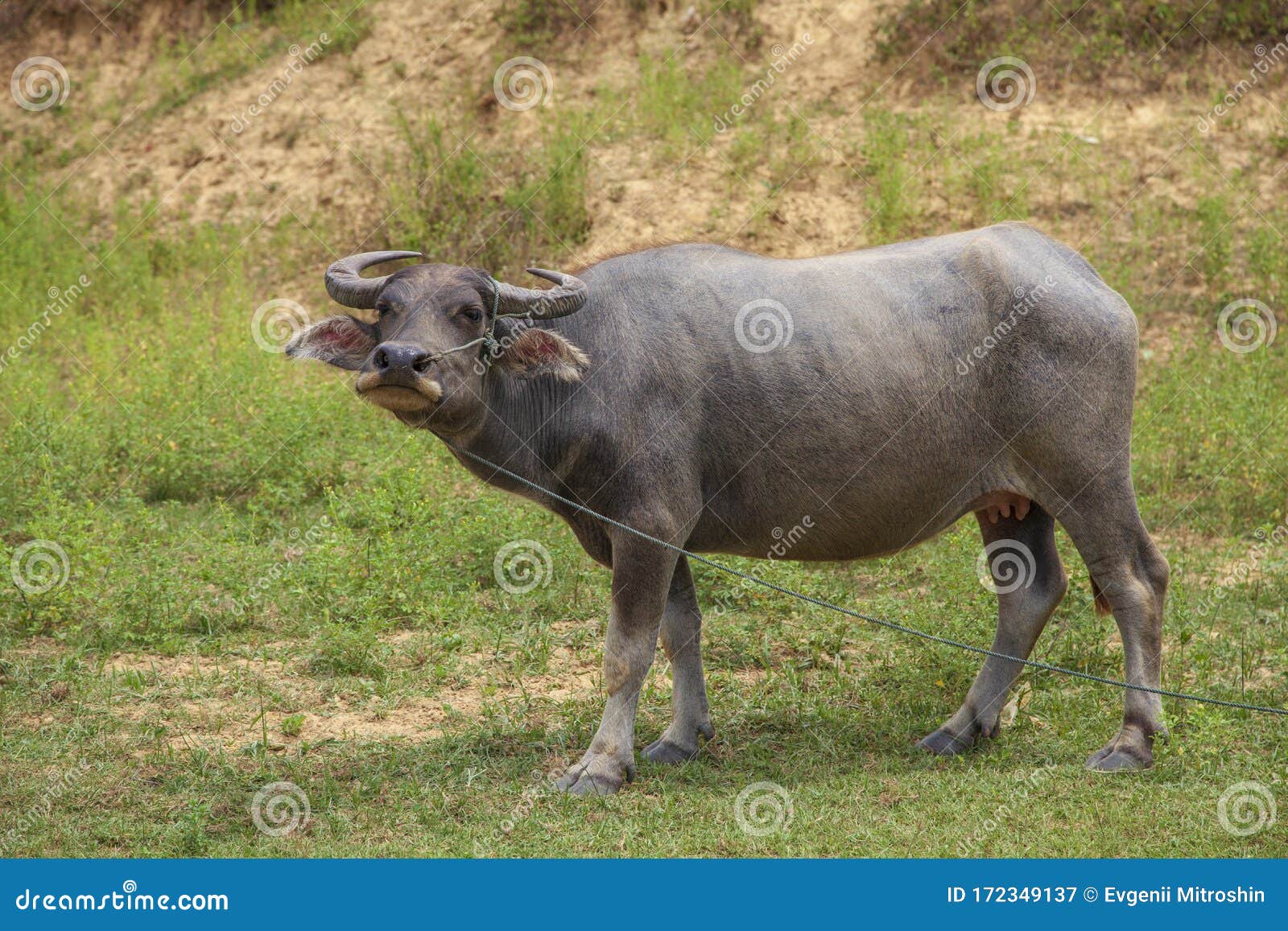 Vietnamese Bull in a Field, at Grass in the Countryside Stock Image ...