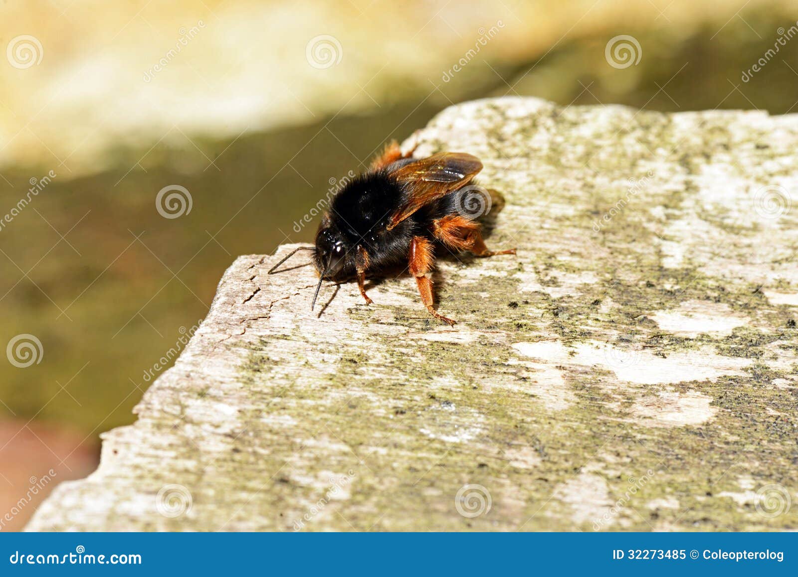 Vietnamese bumble bee stock image. Image of insects, tropical - 32273485