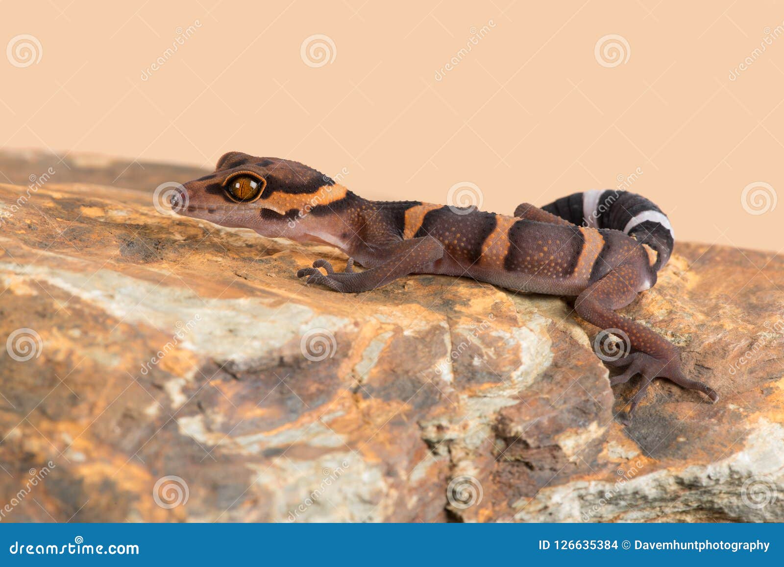 Vietnamese Cave Gecko Goniurosaurus Araneus Stock Photography ...