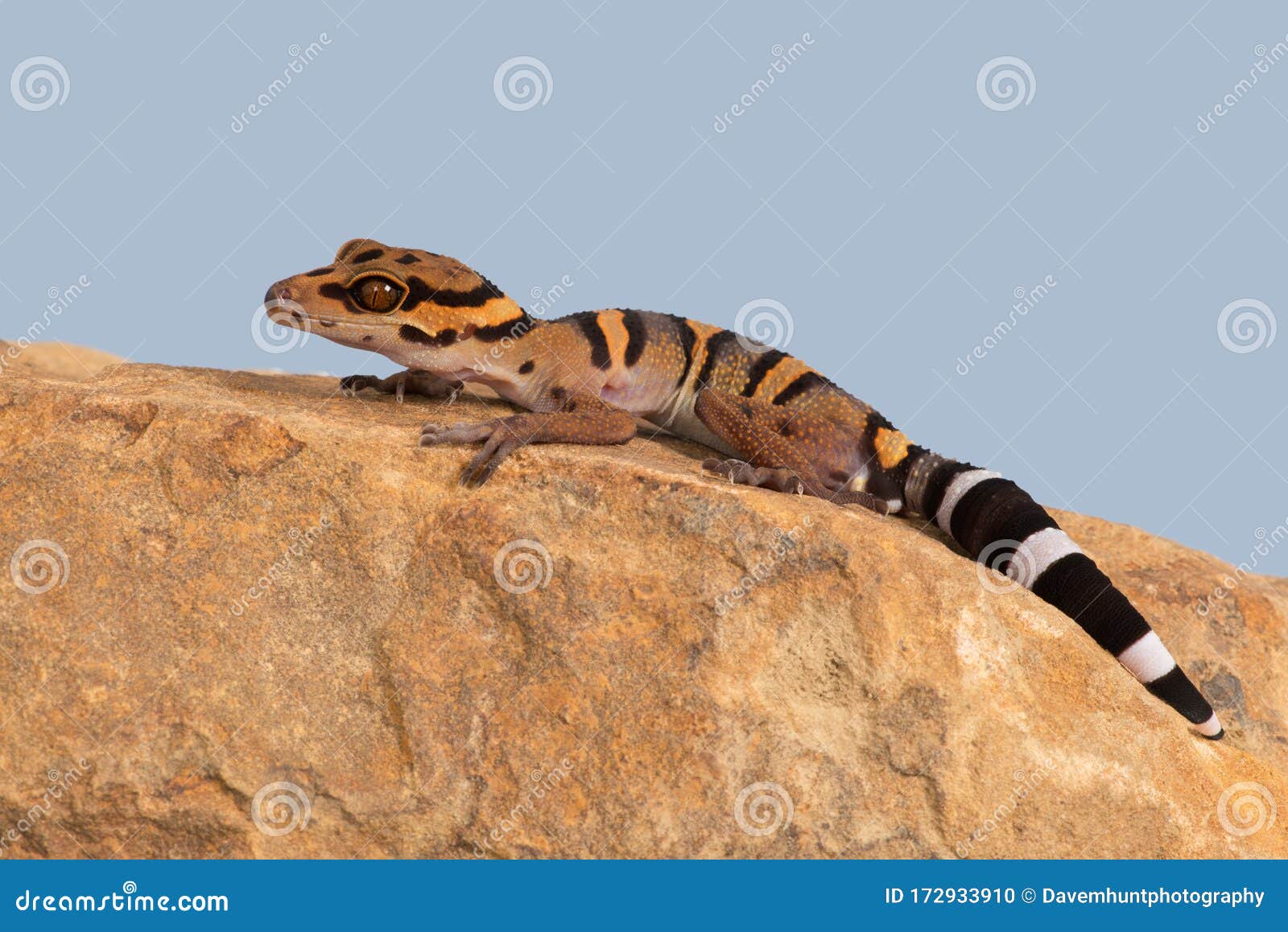 Vietnamese Cave Gecko, Goniurosaurus Araneus Stock Photo - Image of ...