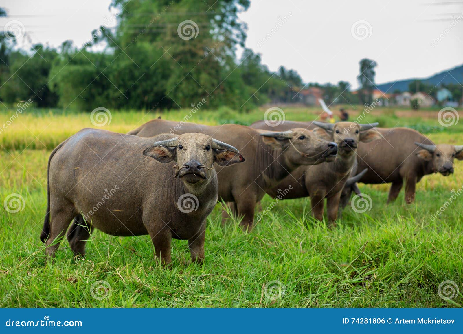 Vietnamese caws stock photo. Image of agriculture, countryside - 74281806