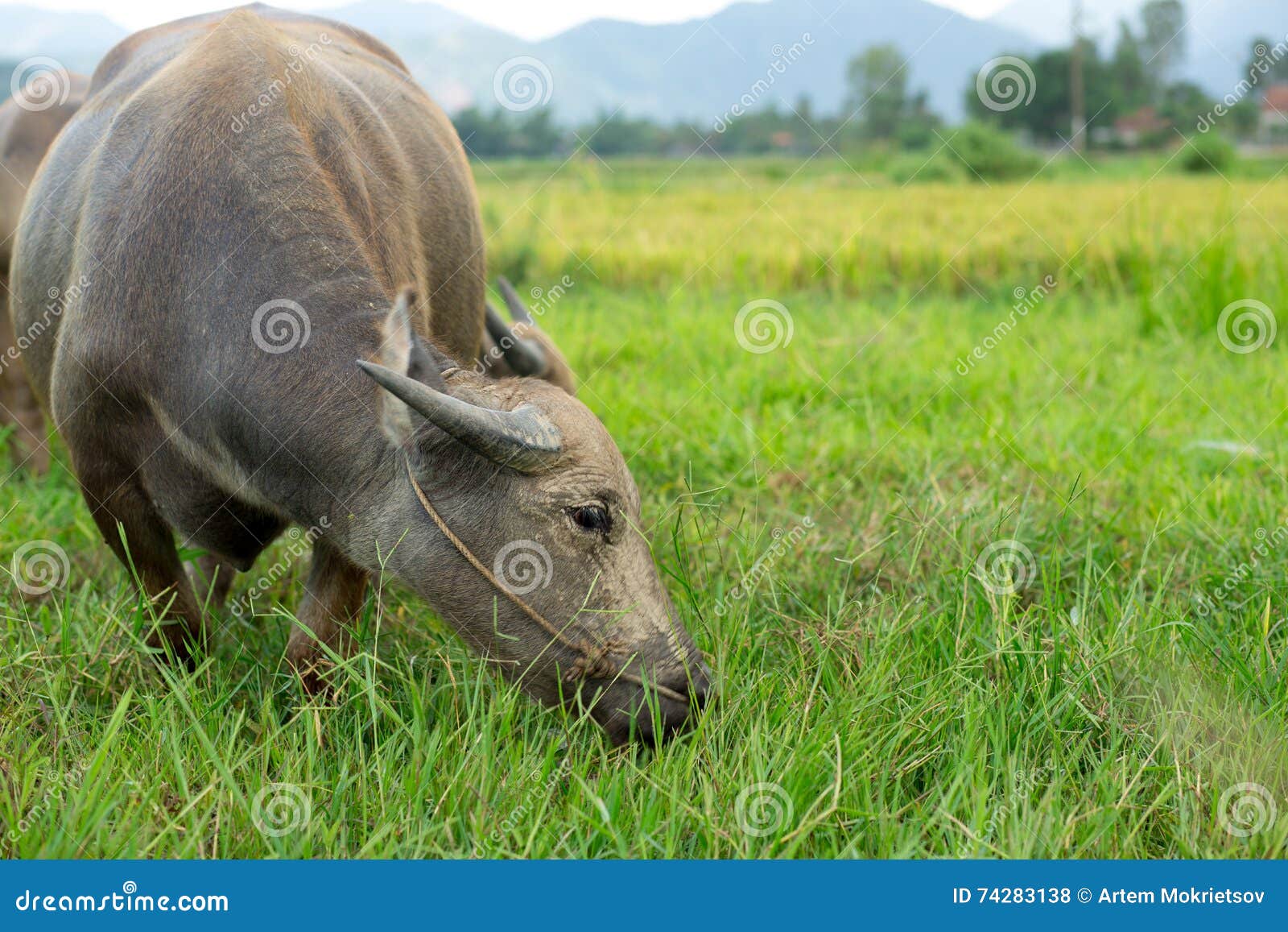 Vietnamese caws stock photo. Image of beef, green, bull - 74283138
