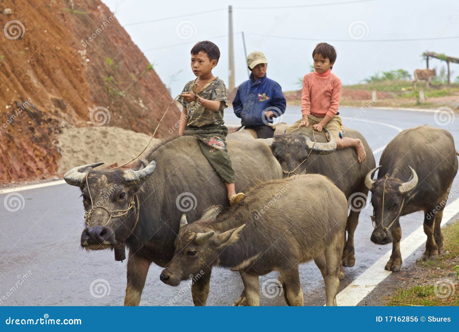 Vietnamese Children Riding Water Buffalo Editorial Photo - Image of ...