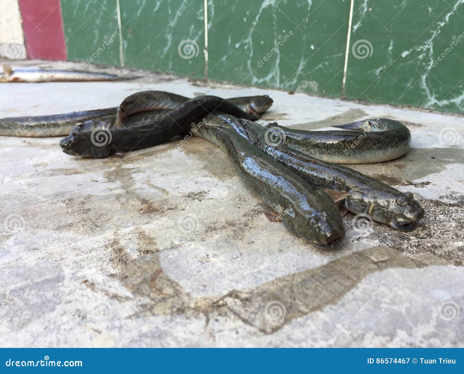 The Vietnamese Elongate Mudskipper, Pseudapocryptes Elongatus Stock ...