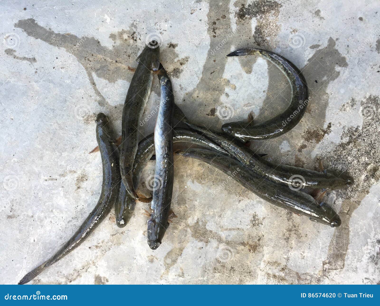 The Vietnamese Elongate Mudskipper, Pseudapocryptes Elongatus Stock ...