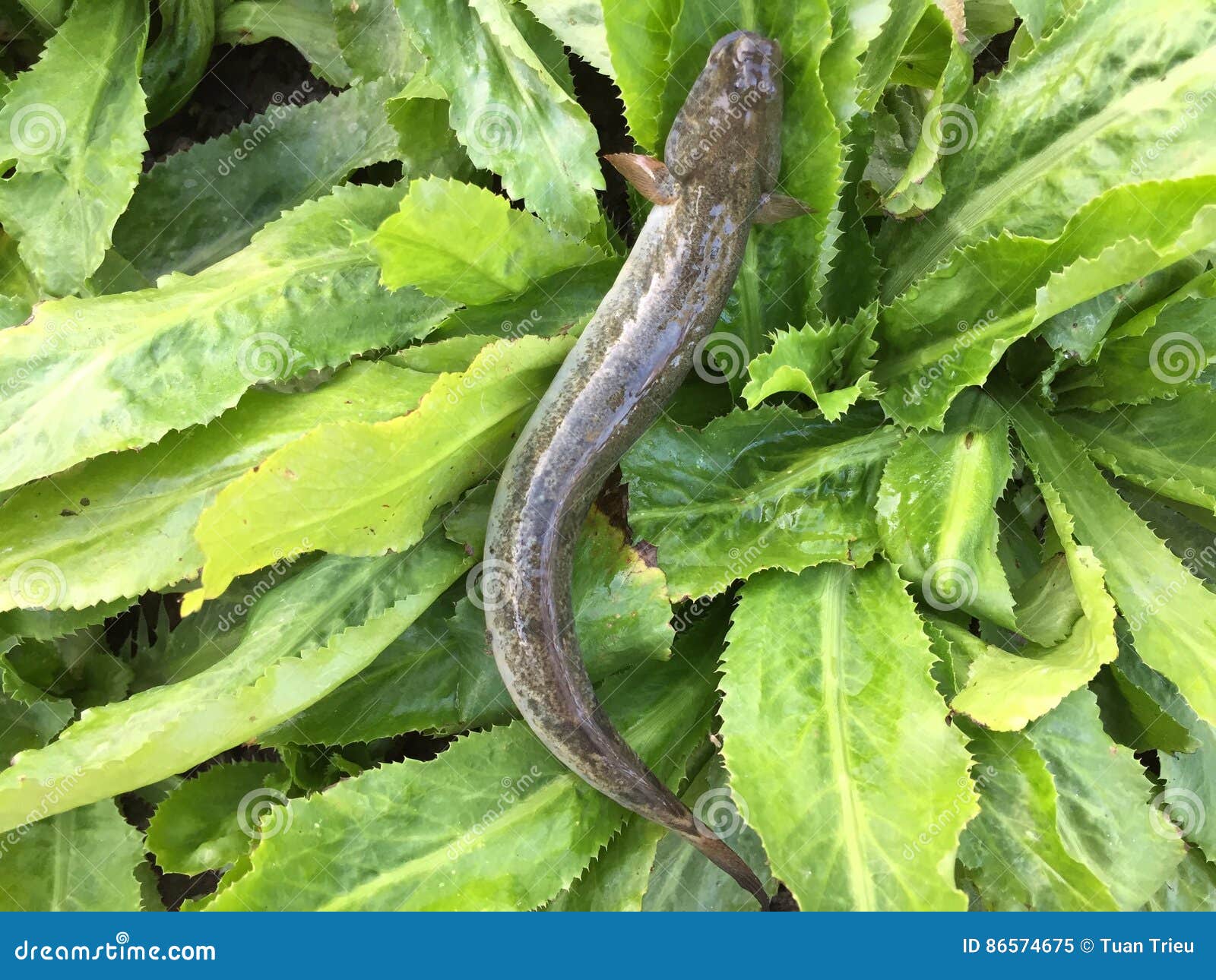 Pseudapocryptes Elongatus Fish, Food For Eating Hot Pot, The Famous ...