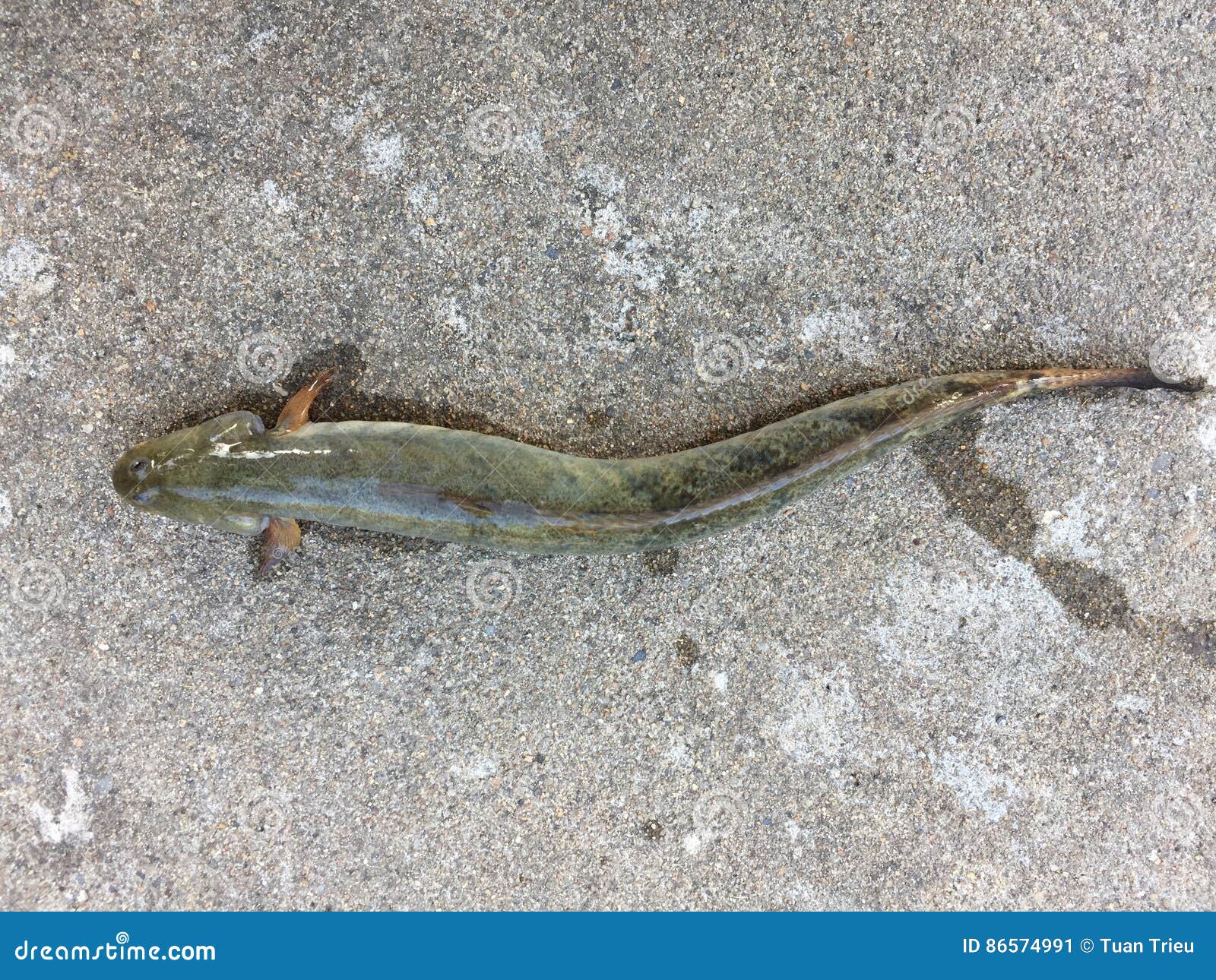 Pseudapocryptes Elongatus Fish, Food For Eating Hot Pot, The Famous ...