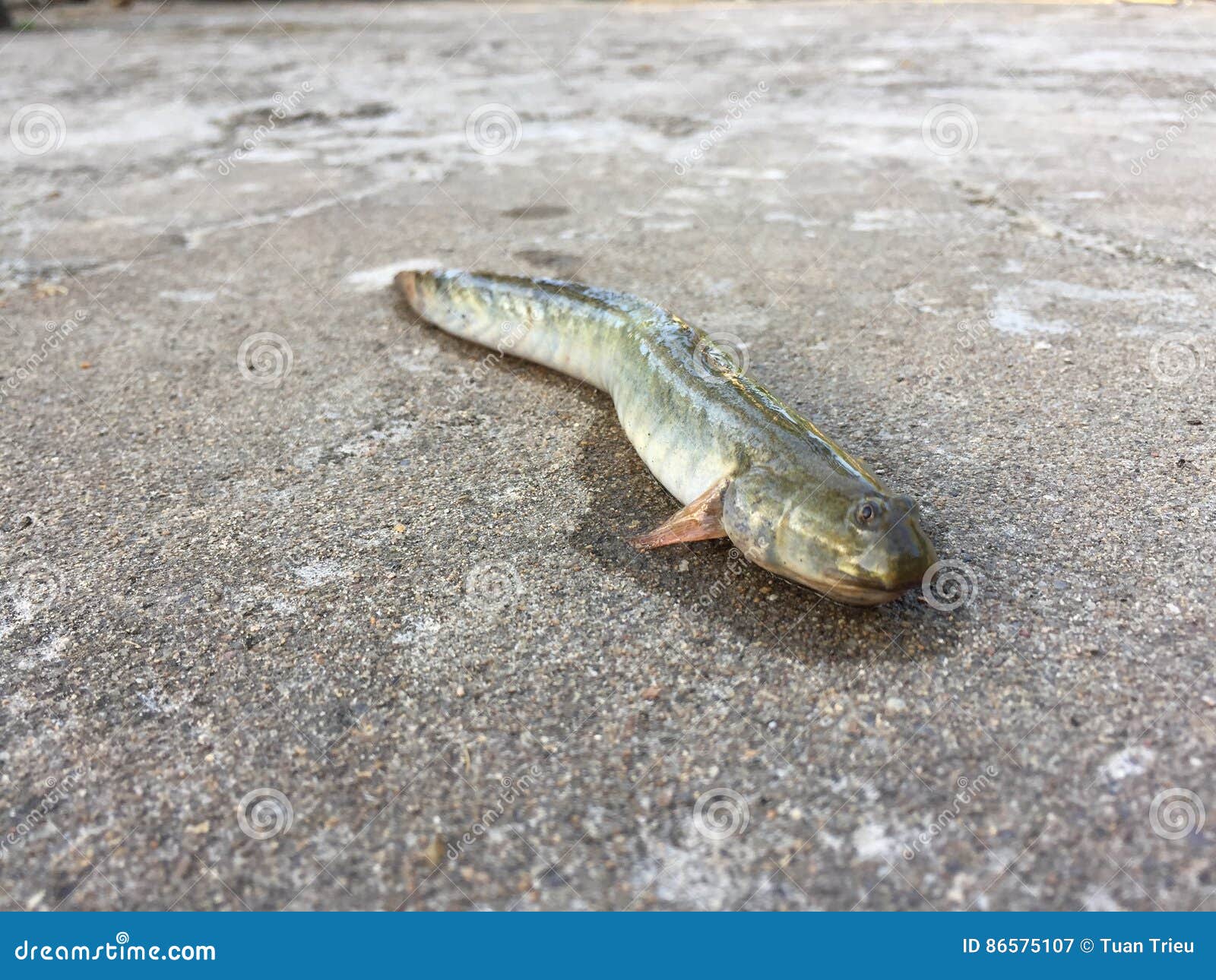 Pseudapocryptes Elongatus Fish, Food For Eating Hot Pot, The Famous ...