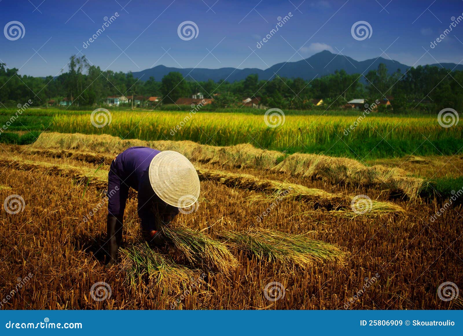 Vietnamese Farmer Harvesting Rice On Field Royalty-Free Stock ...