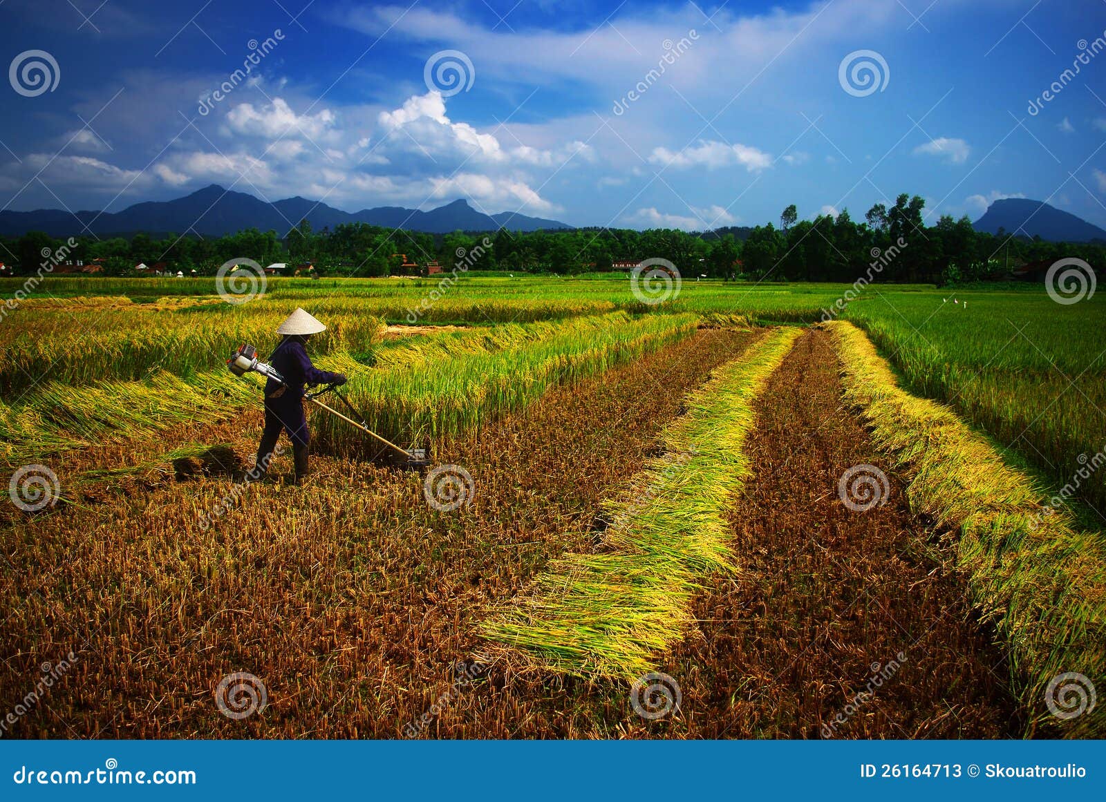 Vietnamese farmer stock image. Image of countryside, palm - 26164713