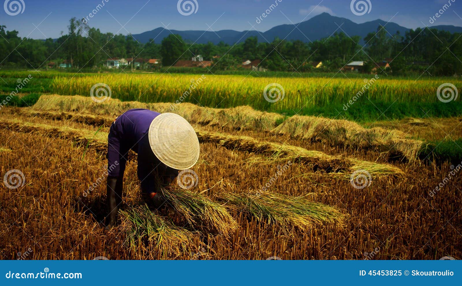 Vietnamese farmer stock image. Image of harvest, vietnam - 45453825
