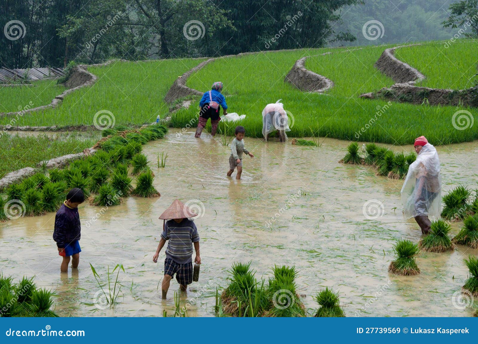 Vietnamese Farmers in Rice Field Editorial Stock Image - Image of ...