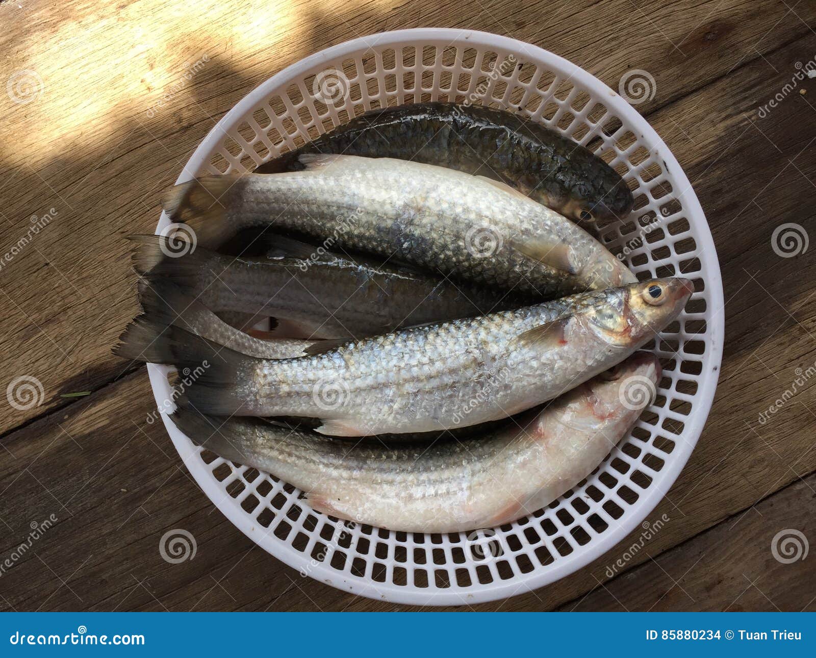 Vietnamese Flathead Grey Mullet, Mugil Cephalus Stock Photo - Image of ...