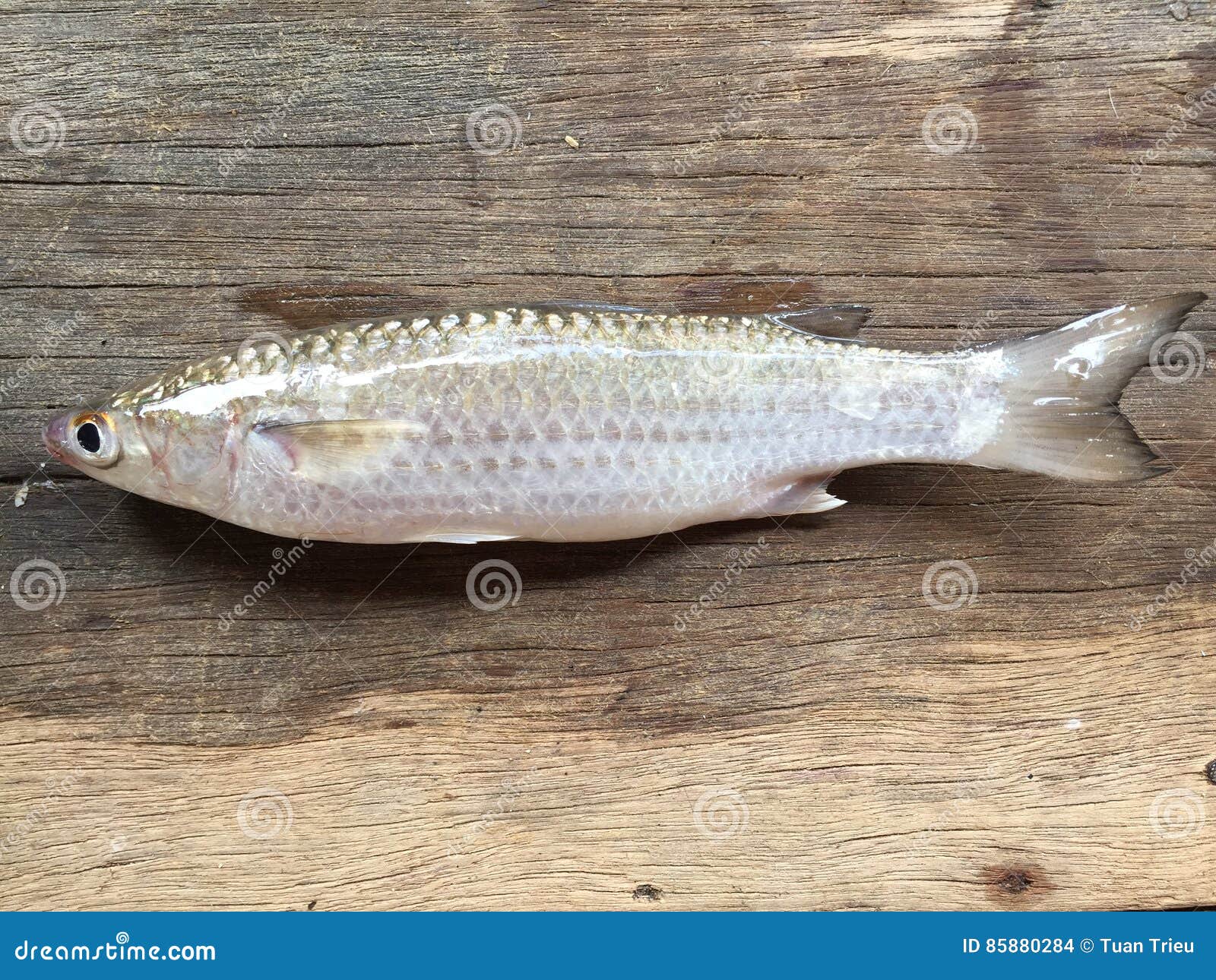 Flathead Grey Mullet, Flathead Mullet, Striped Mullet Mugil Cephalus ...