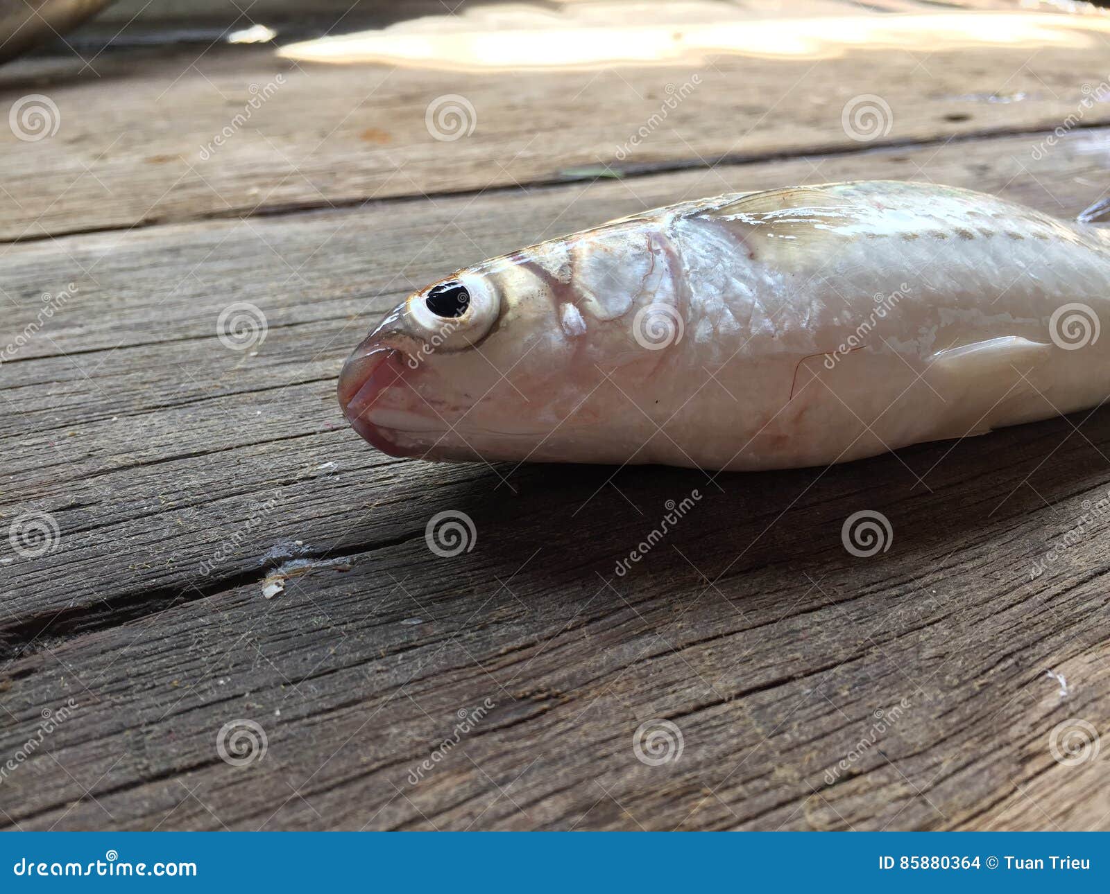 Mugil Cephalus, Flathead Grey Mullet And Siganus Rivulatus, Rivulated ...