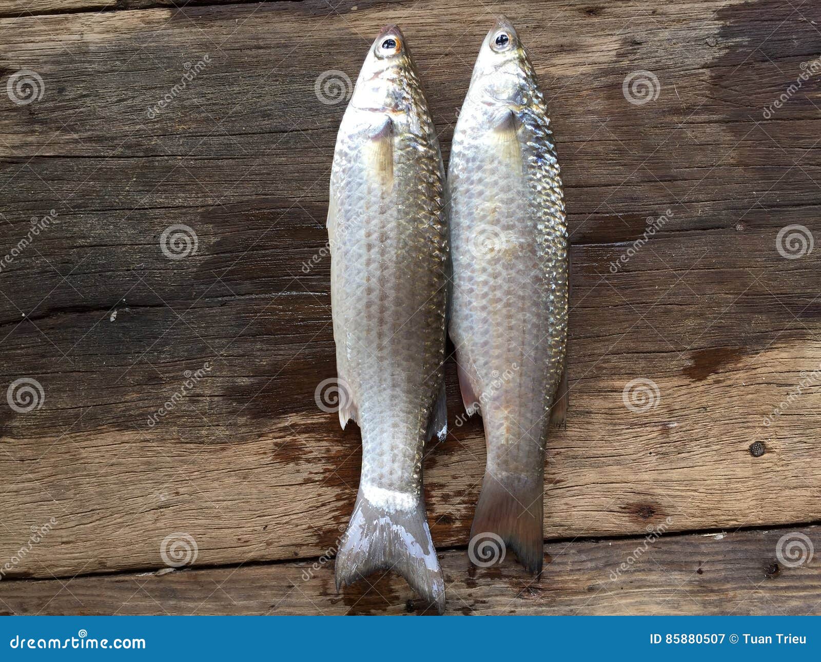 Flathead Grey Mullet, Flathead Mullet, Striped Mullet Mugil Cephalus ...