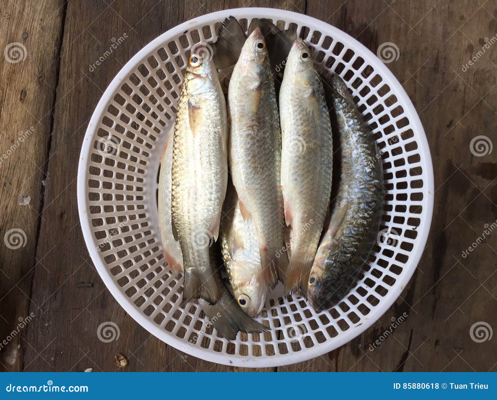 Vietnamese Flathead Grey Mullet, Mugil Cephalus Stock Photo - Image of ...
