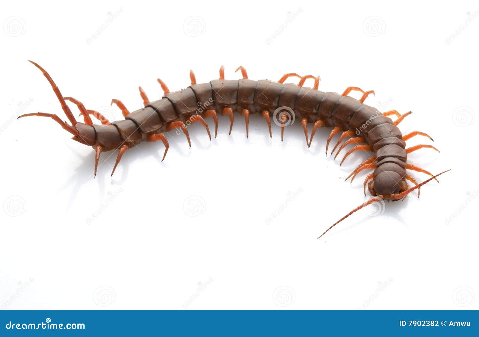 Prehistoric Giant Centipede