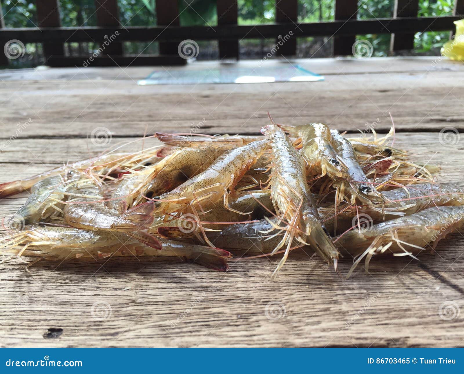 The Vietnamese Greasyback Shrimp or Sand Shrimp, Metapenaeus Ensis ...