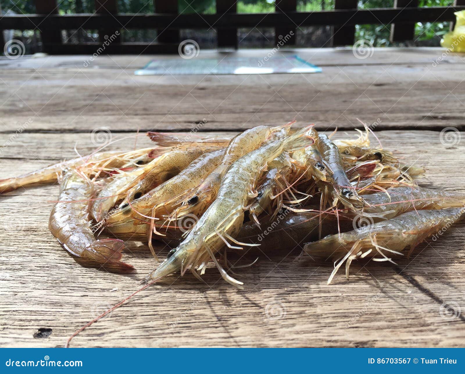 The Vietnamese Greasyback Shrimp or Sand Shrimp, Metapenaeus Ensis ...