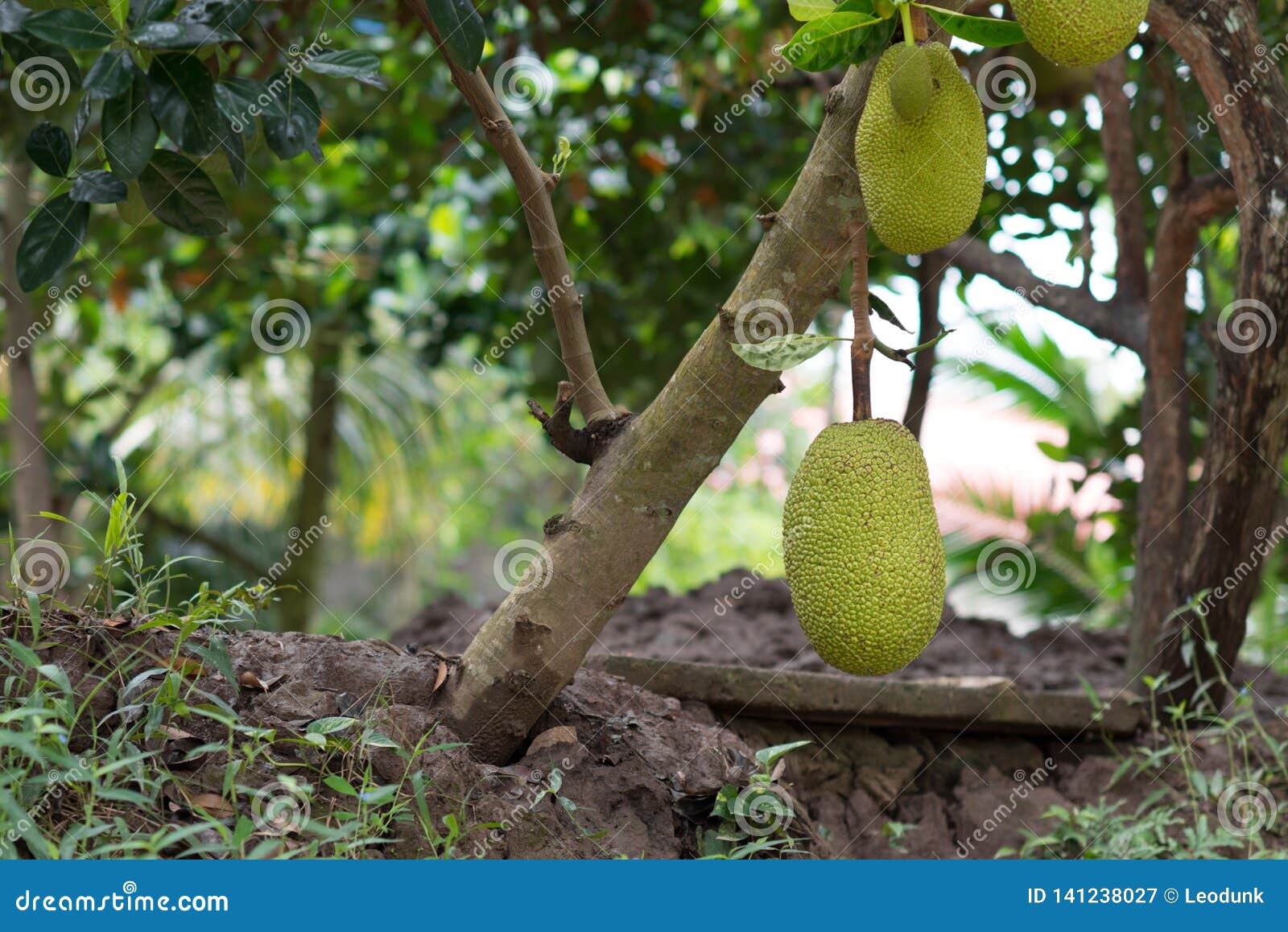 The Vietnamese Jackfruit Also Called Jack Tree is a Tree-borne Fruit ...