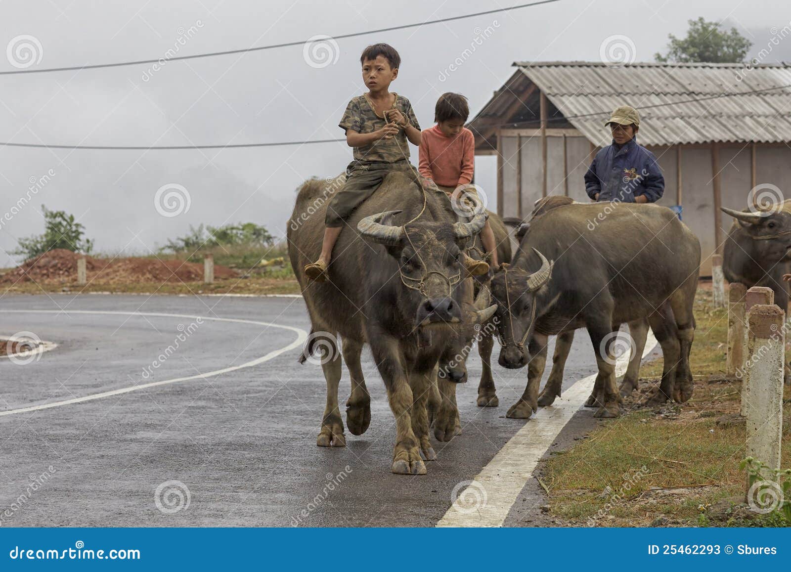 Vietnamese Kinderen Die Waterbuffel Berijden Redactionele Stock Foto - Image of veelvoudig ...