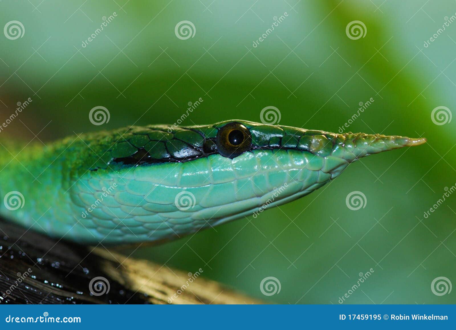 Vietnamese long-nose snake stock image. Image of vietam - 17459195