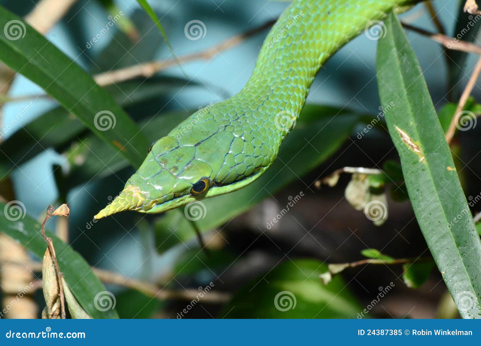 Vietnamese Long-nose Snake Royalty-Free Stock Photography ...