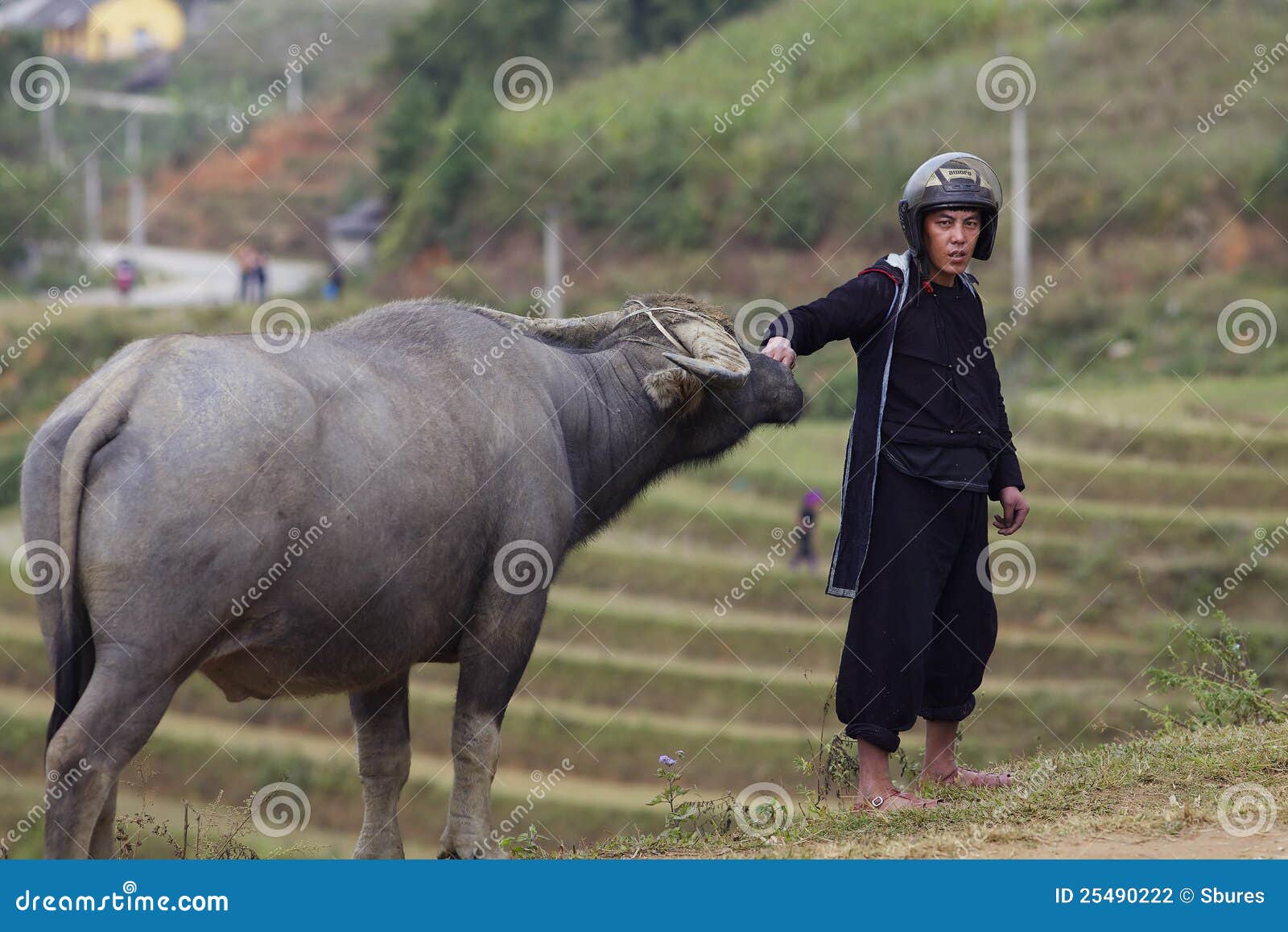 Vietnamese Man with Water Buffalo Editorial Photography - Image of ...