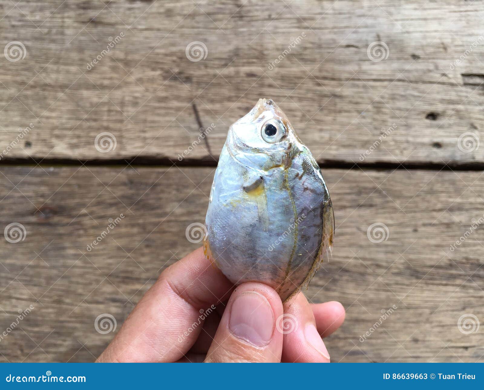 The Vietnamese Marine White Fish Stock Image - Image of gourami, fish ...