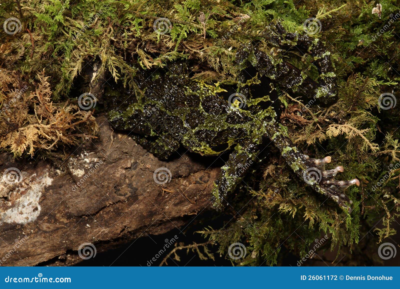 Vietnamese Mossy Frog stock photo. Image of central, forest - 26061172