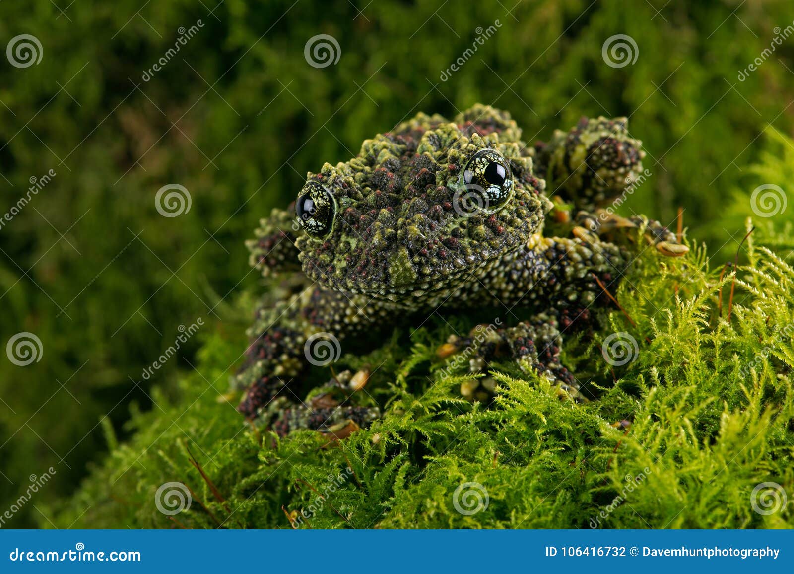 Vietnamese Mossy Frog Theloderma Corticale Stock Photo - Image of ...